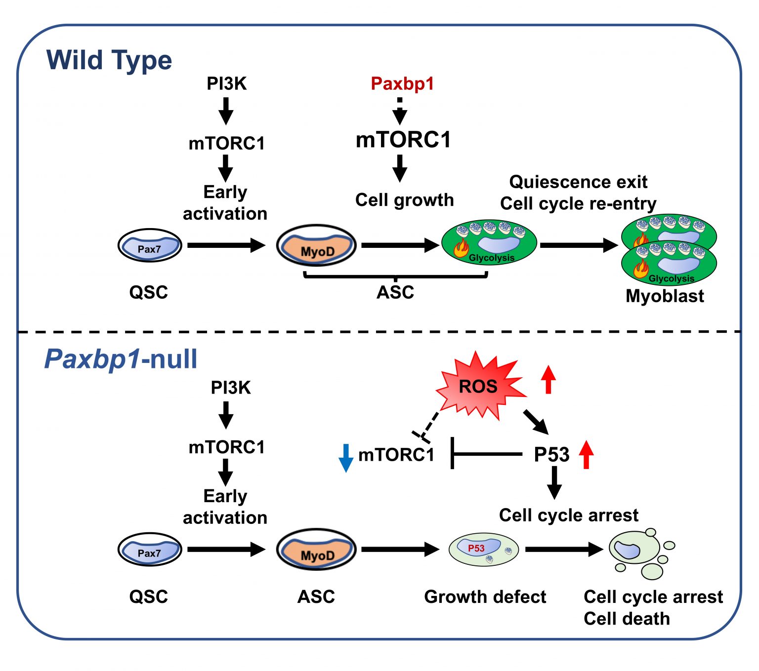 Research – Prof. Zhenguo WU's lab